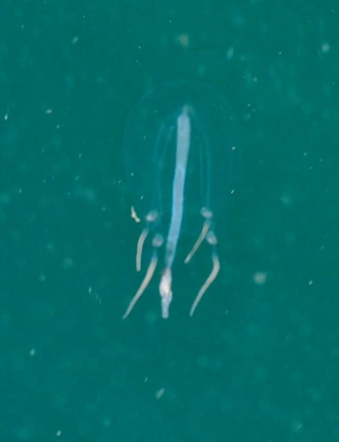 Linuche Unguiculata | Animal Database | Fandom