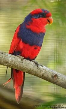 Red-and-blue Lory | Animal Database | Fandom