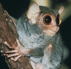 Peleng Tarsier | Animal Database | Fandom