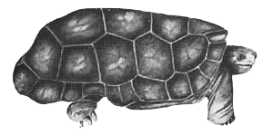 Domed Rodrigues Giant Tortoise | Animal Database | Fandom