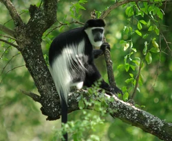 Colobus | Animal Database | Fandom