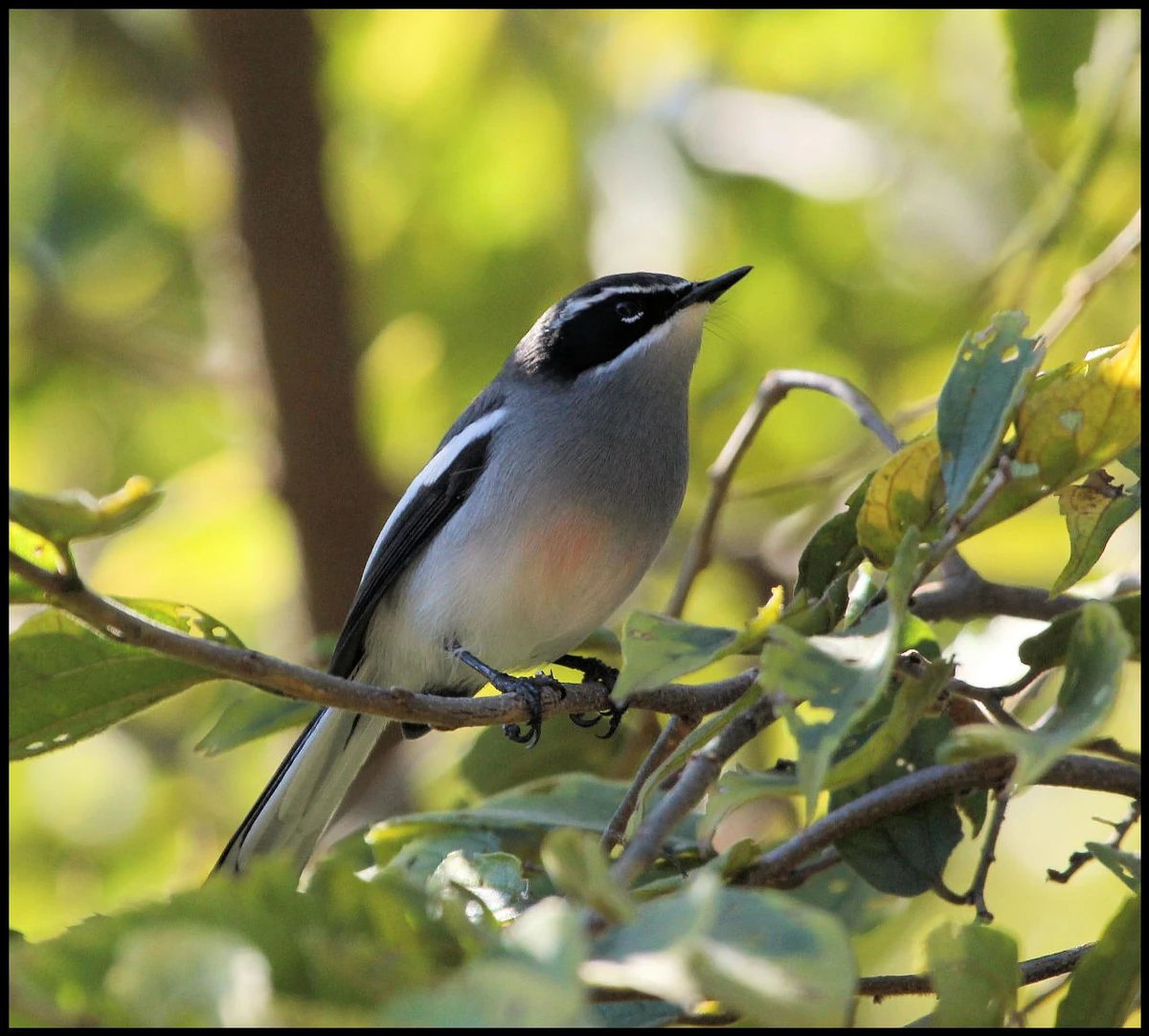 Fairy Flycatcher | Animal Database | Fandom
