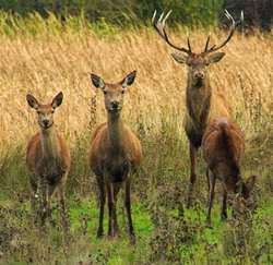 Red Deer | Animal Database | Fandom