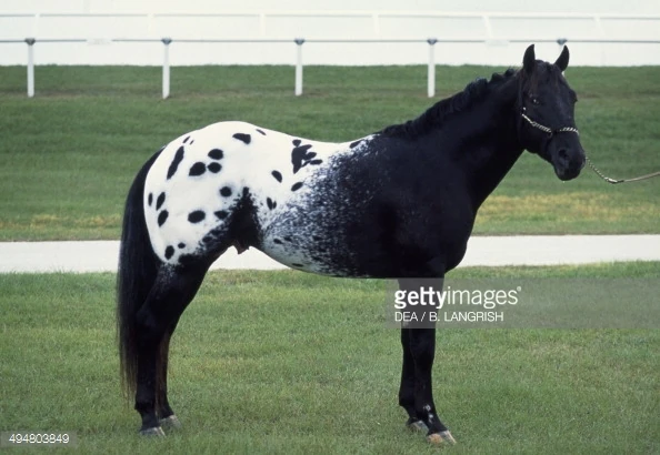 Colorado ranger | Animal Database | Fandom