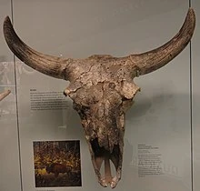 Pleistocene Wood Bison | Animal Database | Fandom