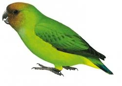 Yellow-capped Pygmy Parrot | Animal Database | Fandom