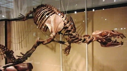 Desmatophocidae | Animal Database | Fandom