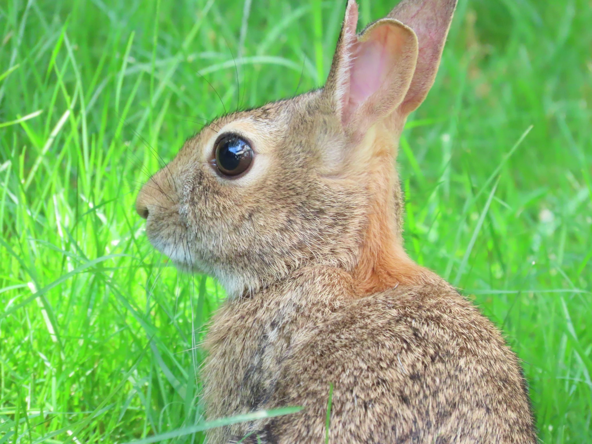 Eastern Cottontail Rabbit