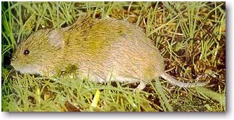 Pittier's Crab-eating Rat | Animal Database | Fandom