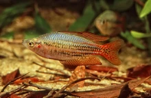 Australian Rainbowfish | Animal Database | Fandom