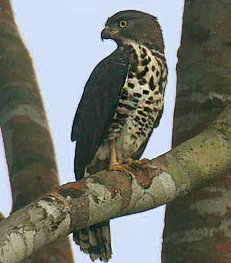 Congo Serpent Eagle | Animal Database | Fandom