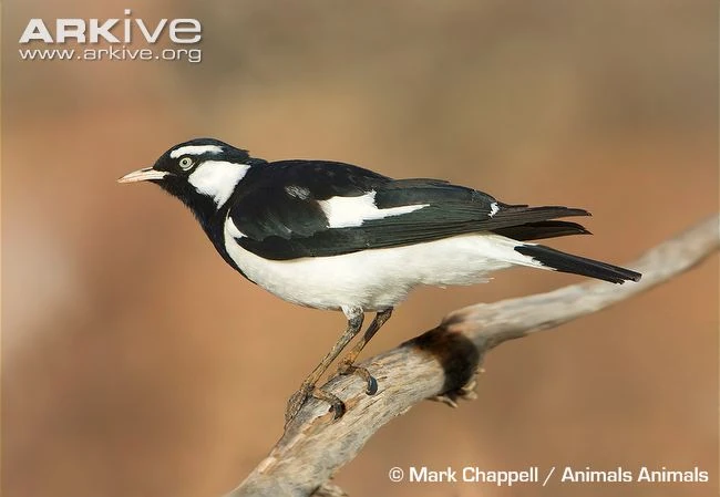 Magpie-lark | Animal Database | Fandom