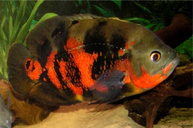 Oscar | Animal Database | Fandom