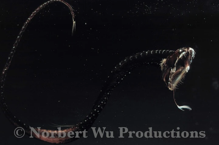 Pacific Black Dragonfish