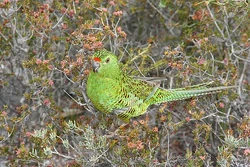 Western Ground Parrot | Animal Database | Fandom