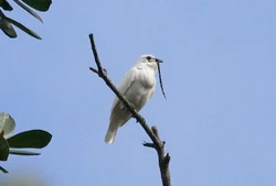 White Bellbird | Animal Database | Fandom