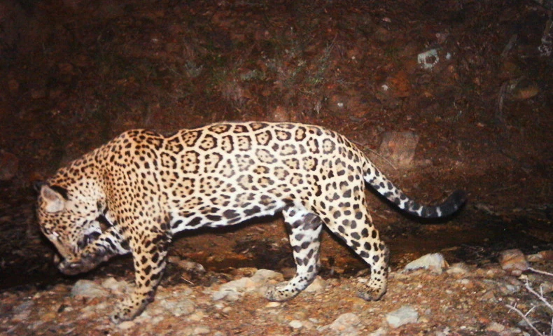 Arizona jaguar | Animal Database | Fandom