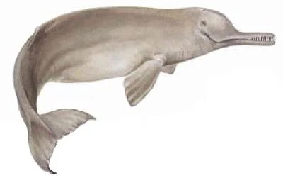 Indus River dolphin | Animal Database | Fandom