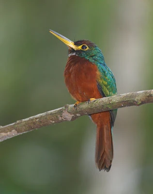 Yellow-billed Jacamar | Animal Database | Fandom
