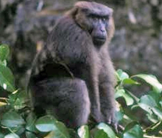 Moor Macaque | Animal Database | Fandom