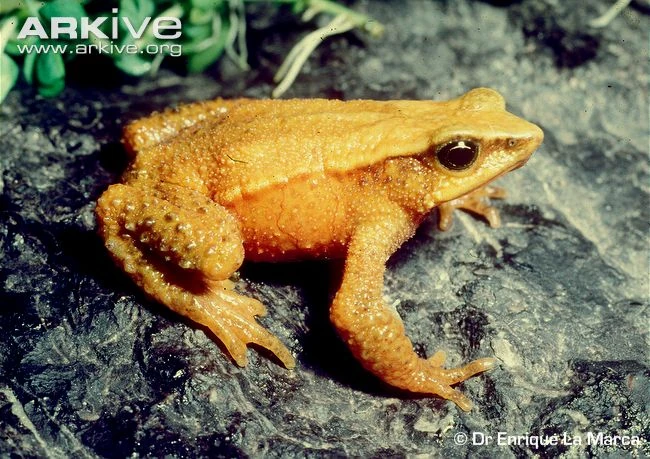 Mucubaji Stubfoot Toad | Animal Database | Fandom