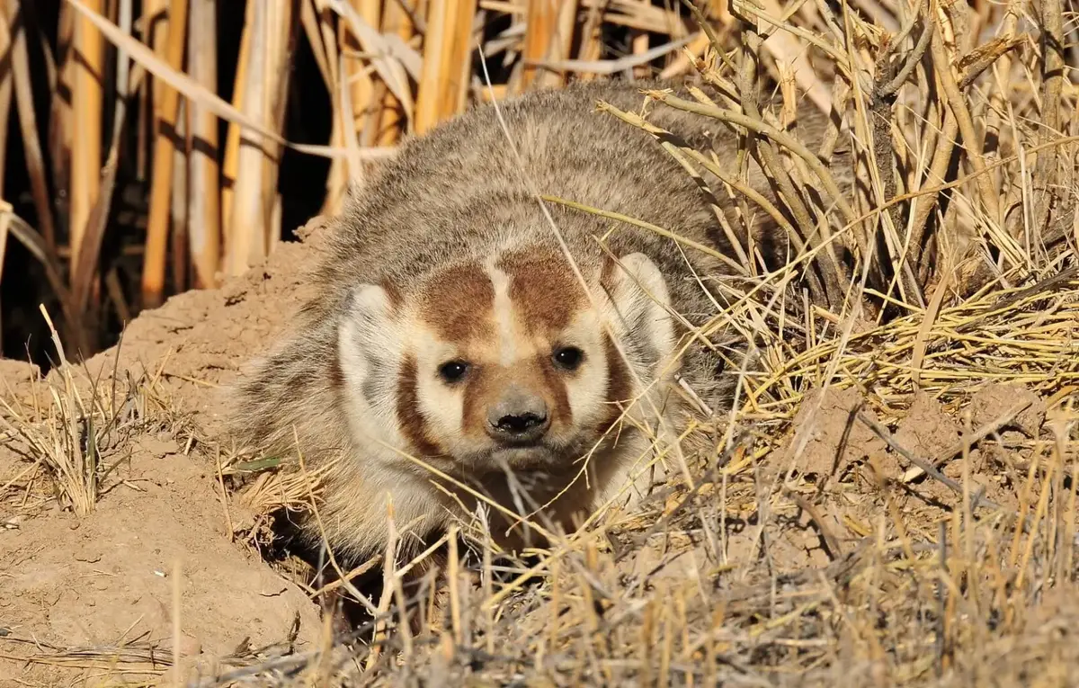 American Badger | Animal Database | Fandom