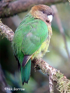 Modest Tiger Parrot | Animal Database | Fandom