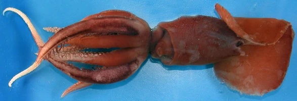 Promachoteuthis sloani | Animal Database | Fandom