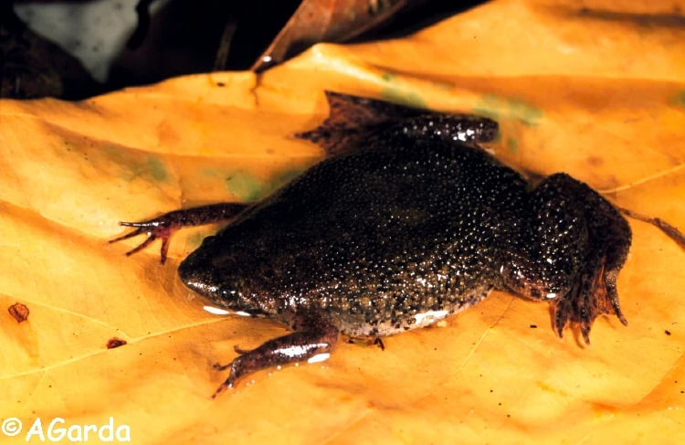 Arrabal's Suriname Toad | Animal Database | Fandom