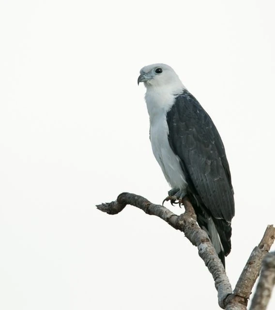 White-collared Kite | Animal Database | Fandom
