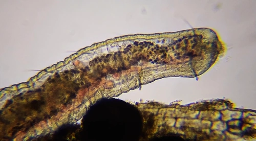 Dero digitata | Animal Database | Fandom