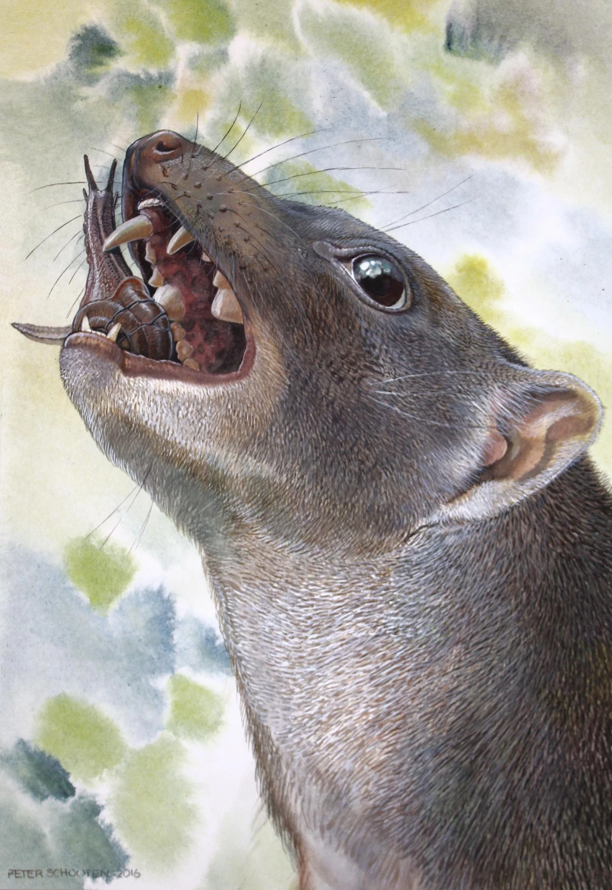 Malleodectes | Animal Database | Fandom