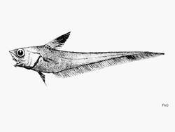 Spectacled Grenadier | Animal Database | Fandom