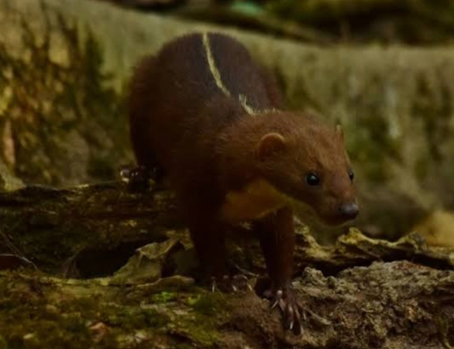 Back-striped Weasel | Animal Database | Fandom