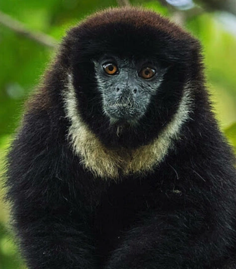 Black Titi | Animal Database | Fandom