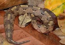 Gaboon Viper | Animal Database | Fandom