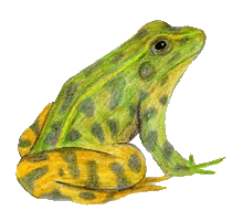 Vegas Valley Leopard Frog | Animal Database | Fandom