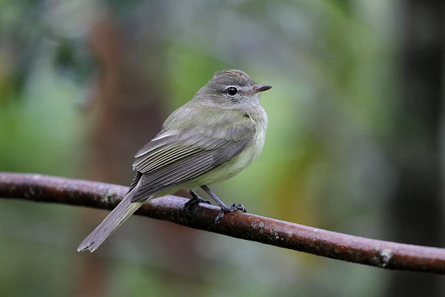 Myiopagis | Animal Database | Fandom