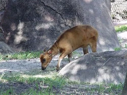 Lowland Anoa | Animal Database | Fandom