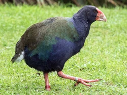 Takahē | Animal Database | Fandom