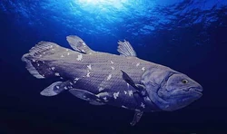West Indian Ocean Coelacanth | Animal Database | Fandom