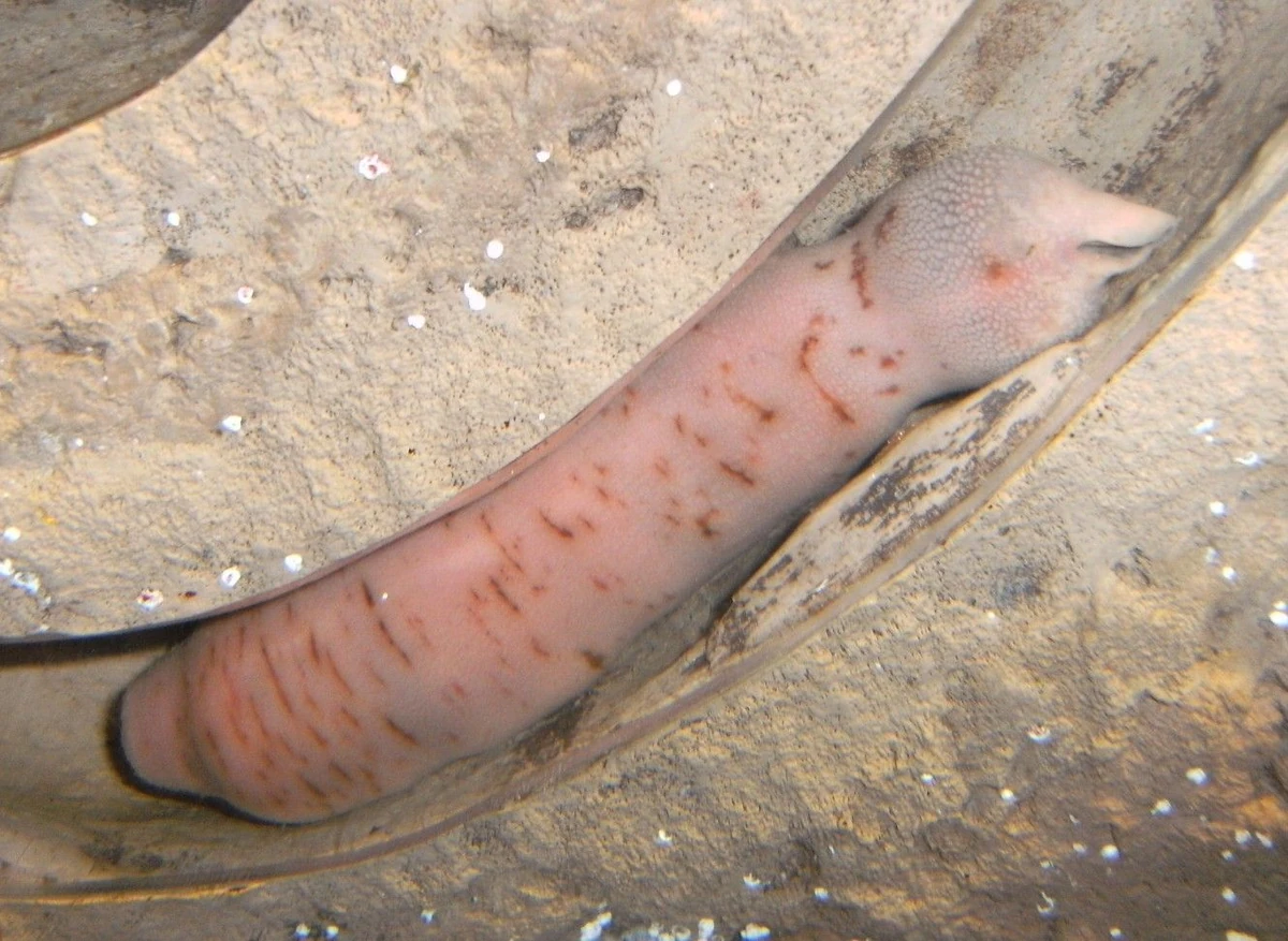 Spoon worm | Animal Database | Fandom