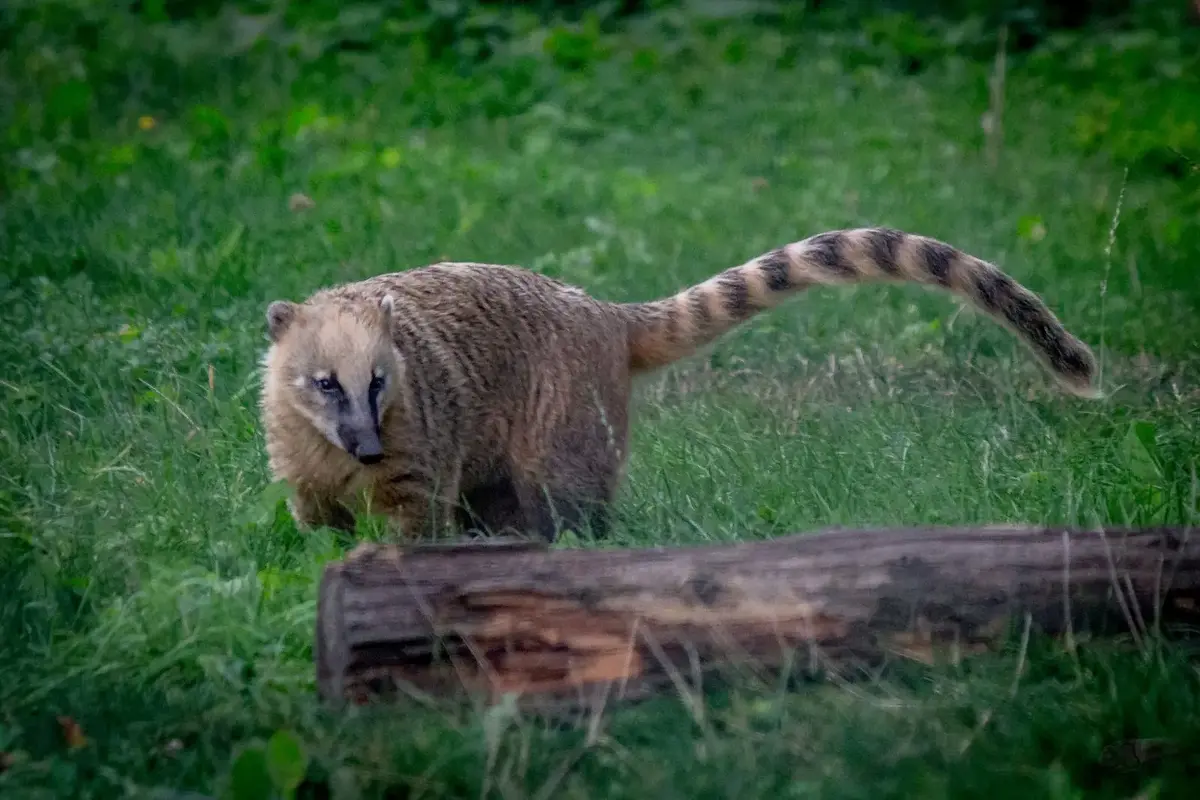 South American Coati | Animal Database | Fandom