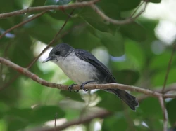 Rarotonga Monarch | Animal Database | Fandom