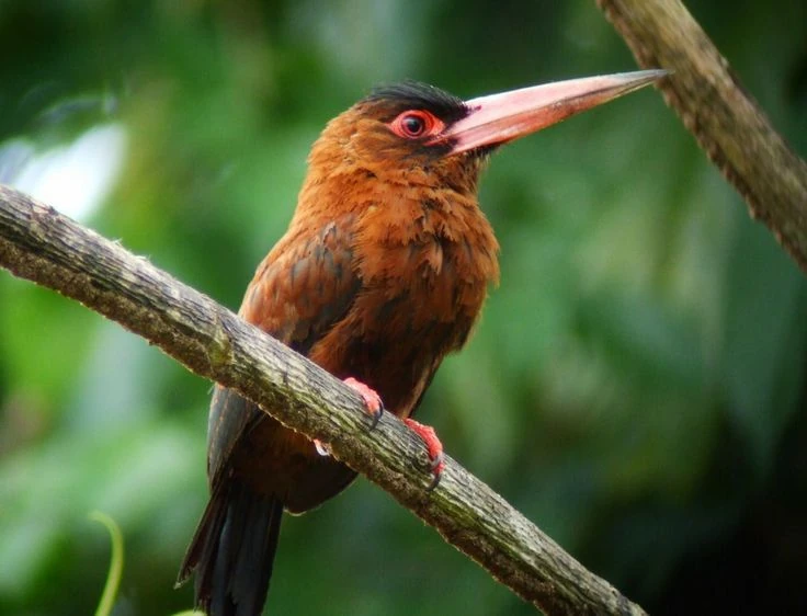 Purus Jacamar | Animal Database | Fandom