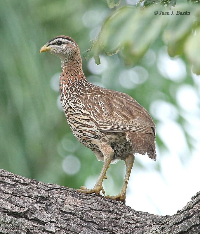 Double-spurred Francolin | Animal Database | Fandom
