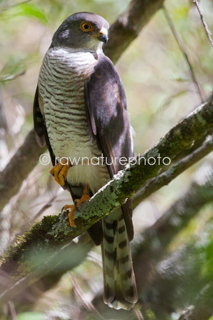 Little Sparrowhawk | Animal Database | Fandom