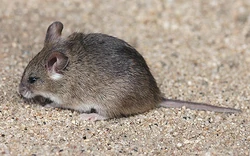 Tiny Fat Mouse | Animal Database | Fandom