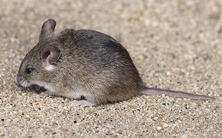 Tiny Fat Mouse | Animal Database | Fandom
