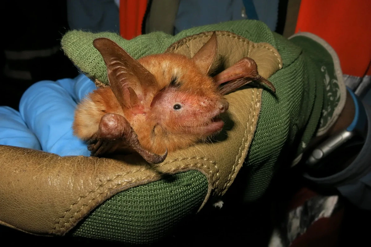 Orange-Furred Bat | Animal Database | Fandom
